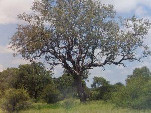 Leadwood - Prosono international